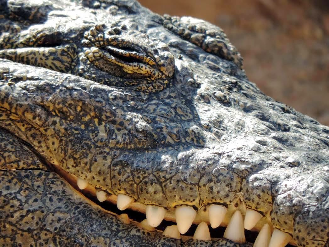 Taxonomía Chordata: Clase Reptilia Orden Crocodylia