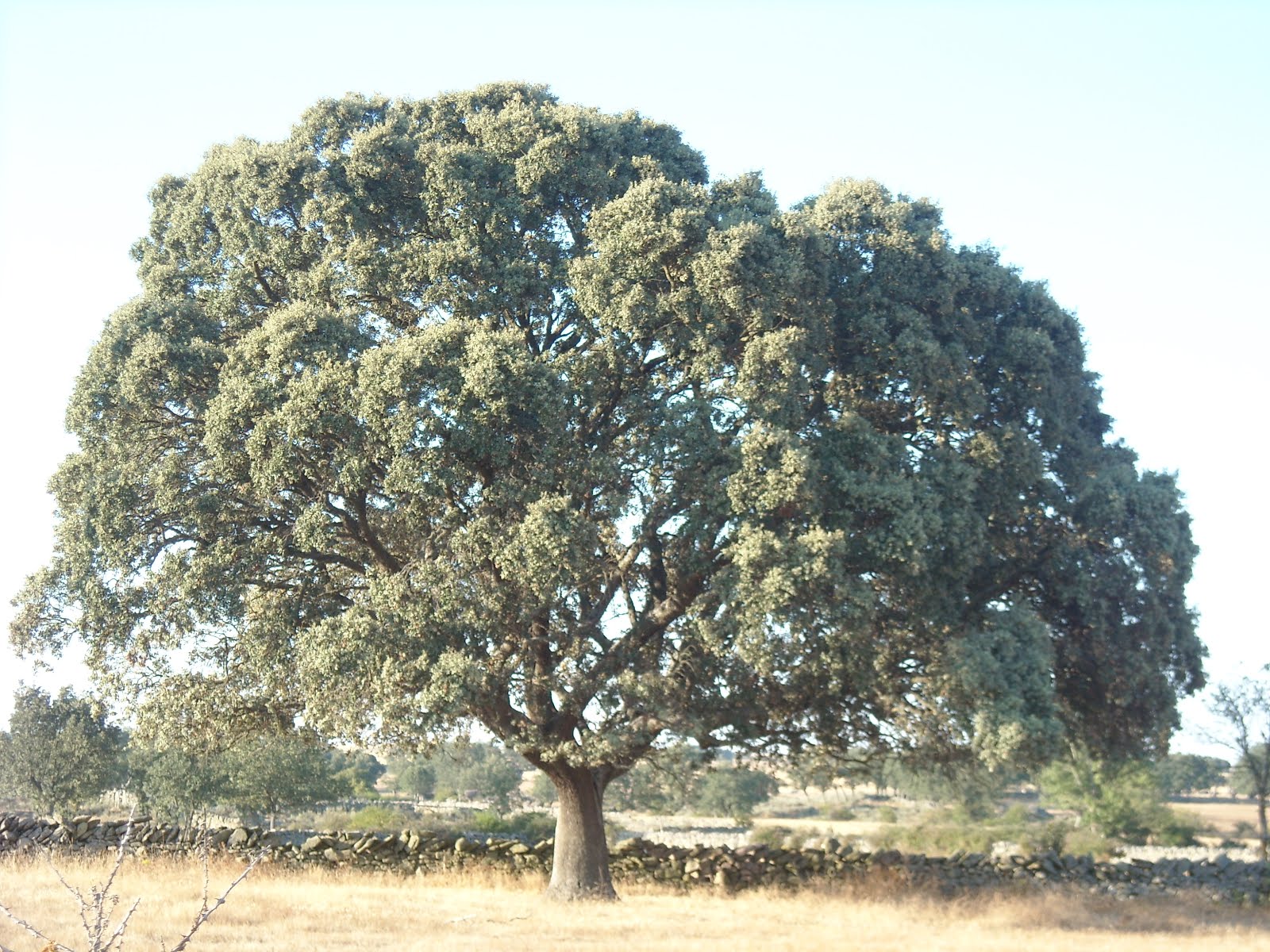Entre el roble y la encina: 2018