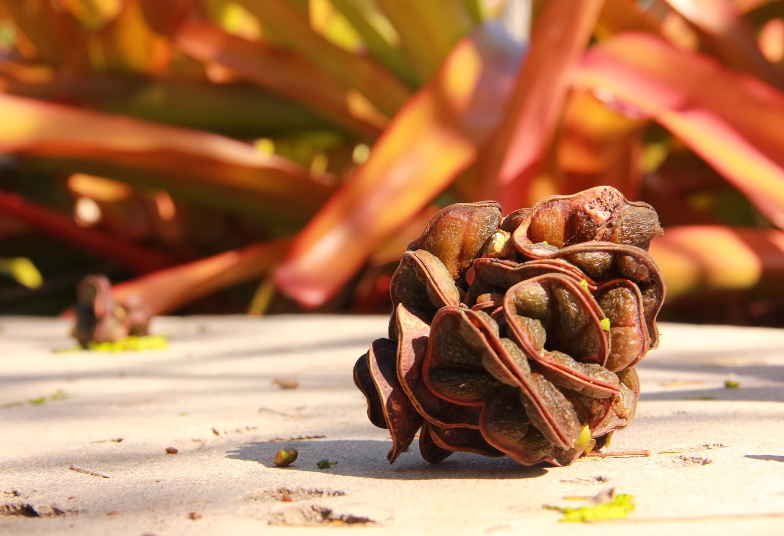 Southwest Daily Images: Naples Botanical Garden VI - Fruit, Flowers and ...