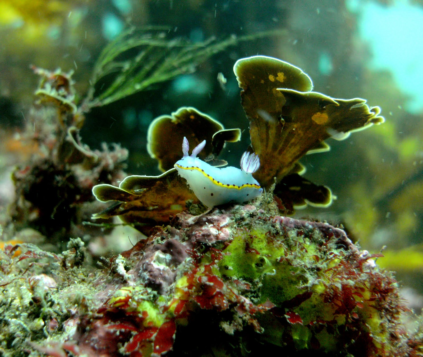 Kava in Australia: Sea Slugs of New South Wales