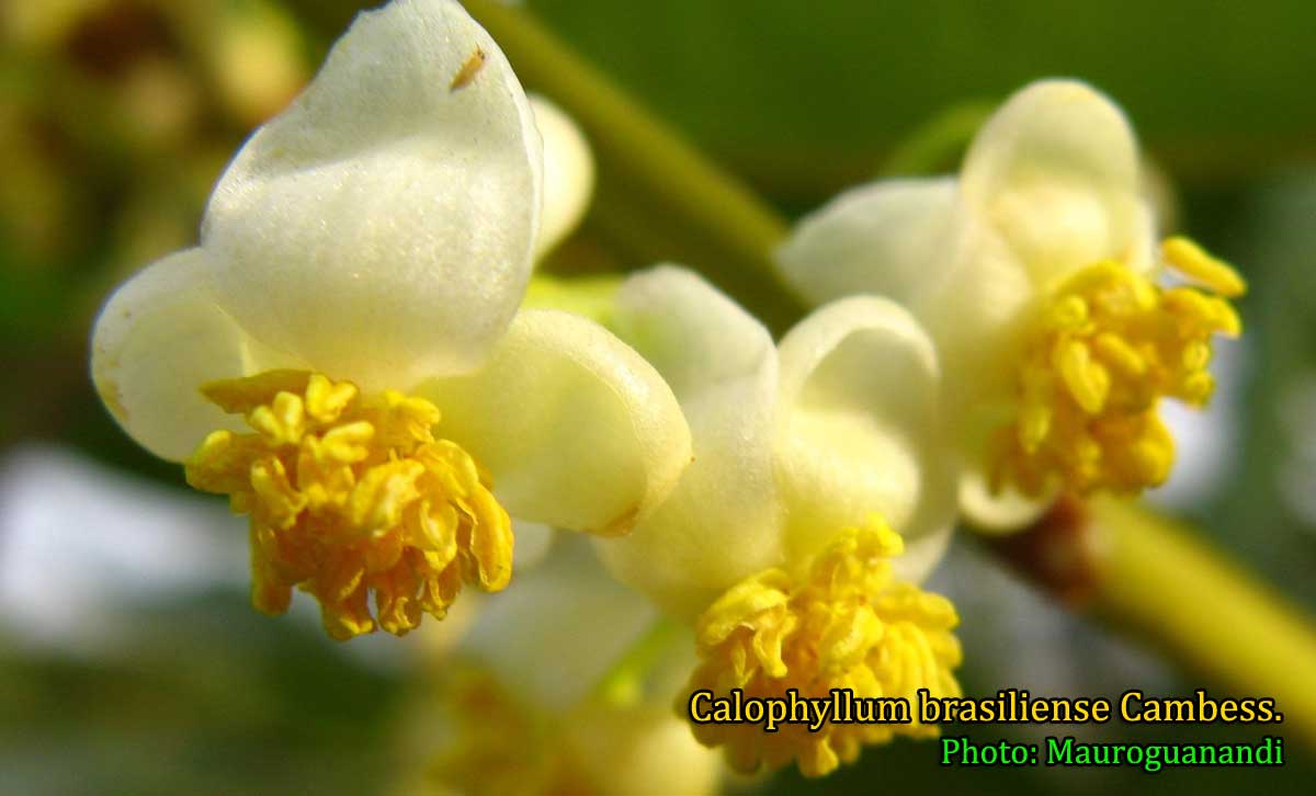 Medicinal Plants: Calophyllum brasiliense, Calaba, Santa Maria tree ...