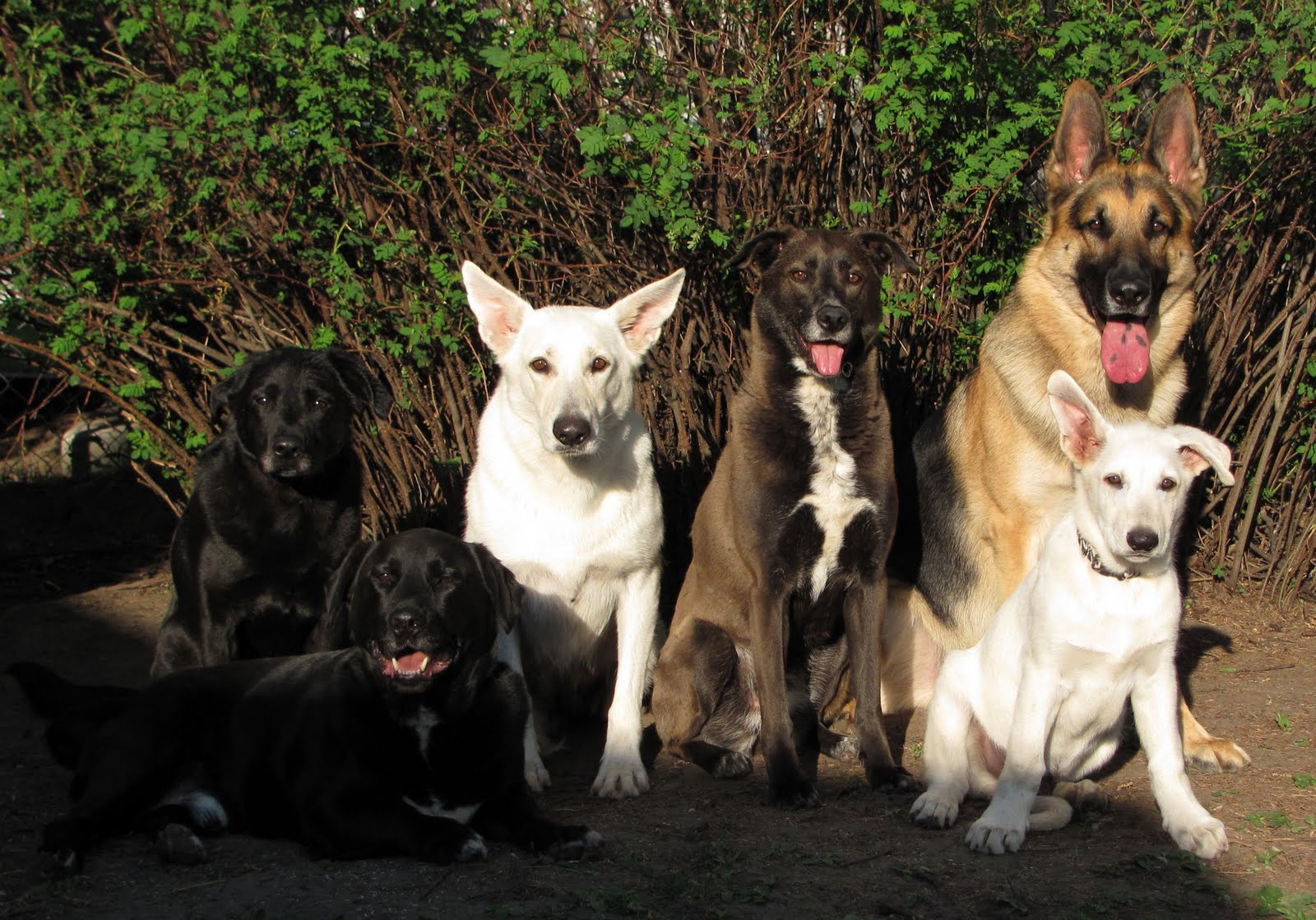 Faithful Shepherds German Shepherd Dogs: The whole family!