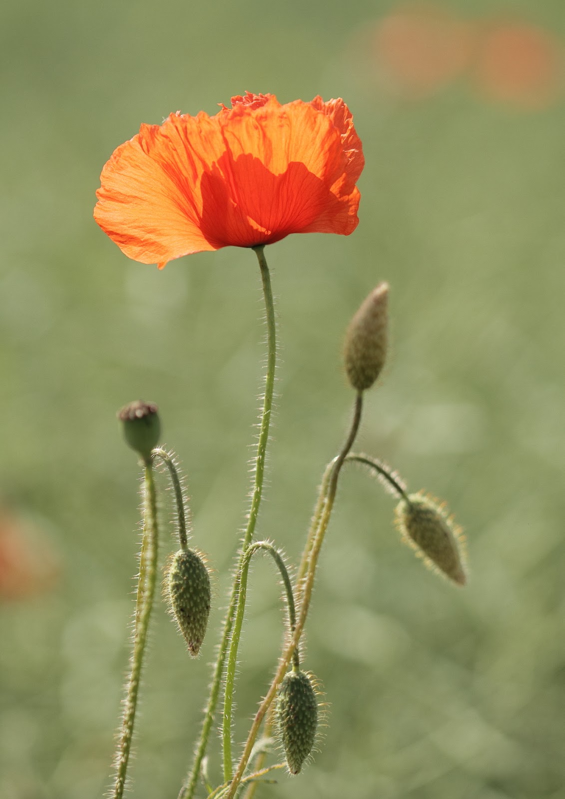 Victoria Hillman Nature Photography Blog: Poppies