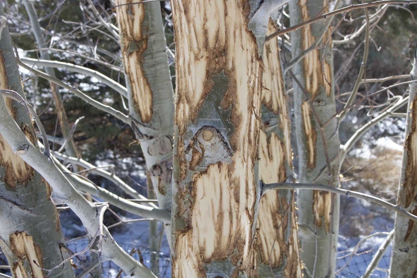 ONCOURSETurf - Kevin J. Ross, CGCS: Elk Damage this Season...