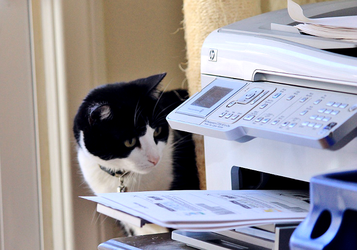 Copy Machine Cat