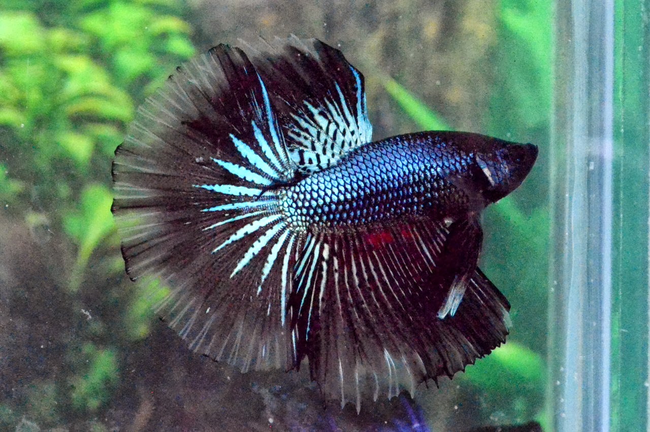 HM427 - Black Orchid Halfmoon ! ~ Betta 138