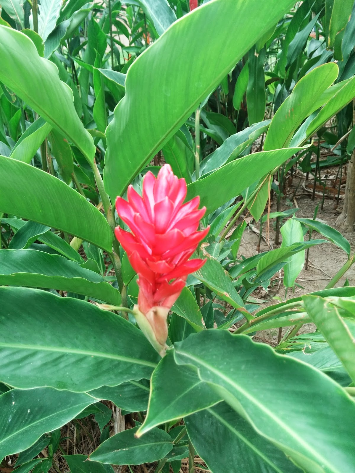 Tour por Panamá: FLORA Y FAUNA