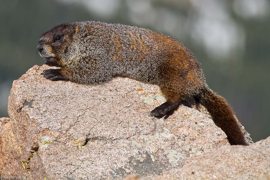The Ohio Nature Blog: Yellow-bellied Marmot