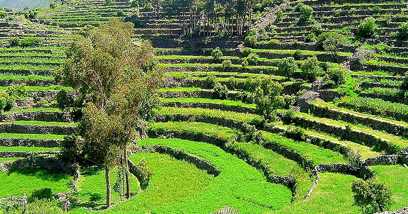 LA HORA DE LA CHALINA: APEGA: ADOPTA UN ANDEN: Productores Paltas en ...