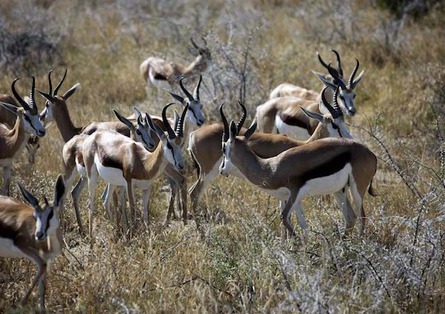 Blue Dot Travel: Namibia is a jewel of a country - Part 2