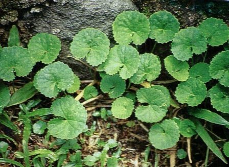 usahaku: Khasiat Daun Antanansusukedelai