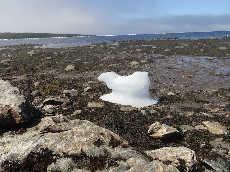 Chris Moore's Blogologue: Oh Canada! June 6th, Cartwright, Labrador