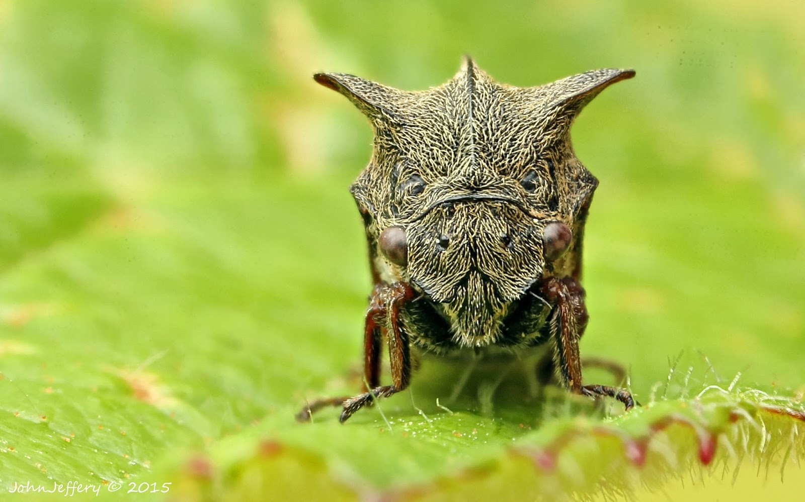 JJ's Photographic nature blog: WWW...Weird, Wacky, Wonderful...