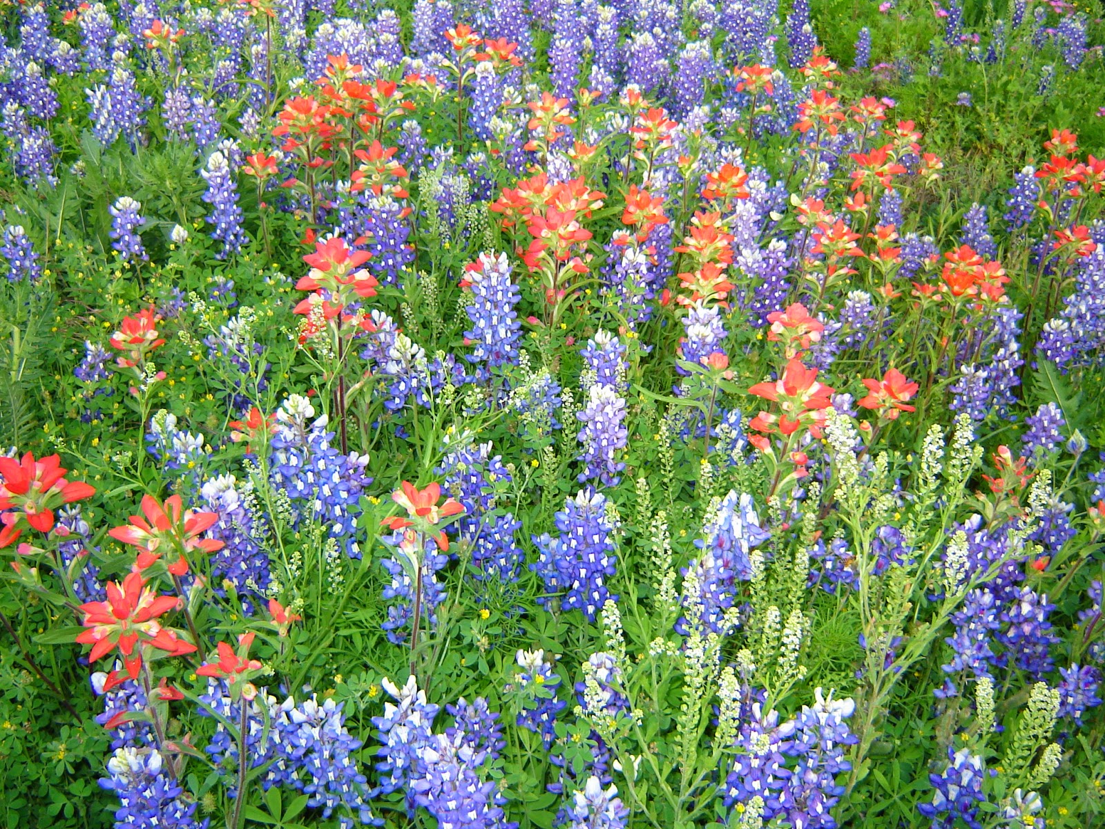 Pressed Garden: How to Press Texas Bluebonnets