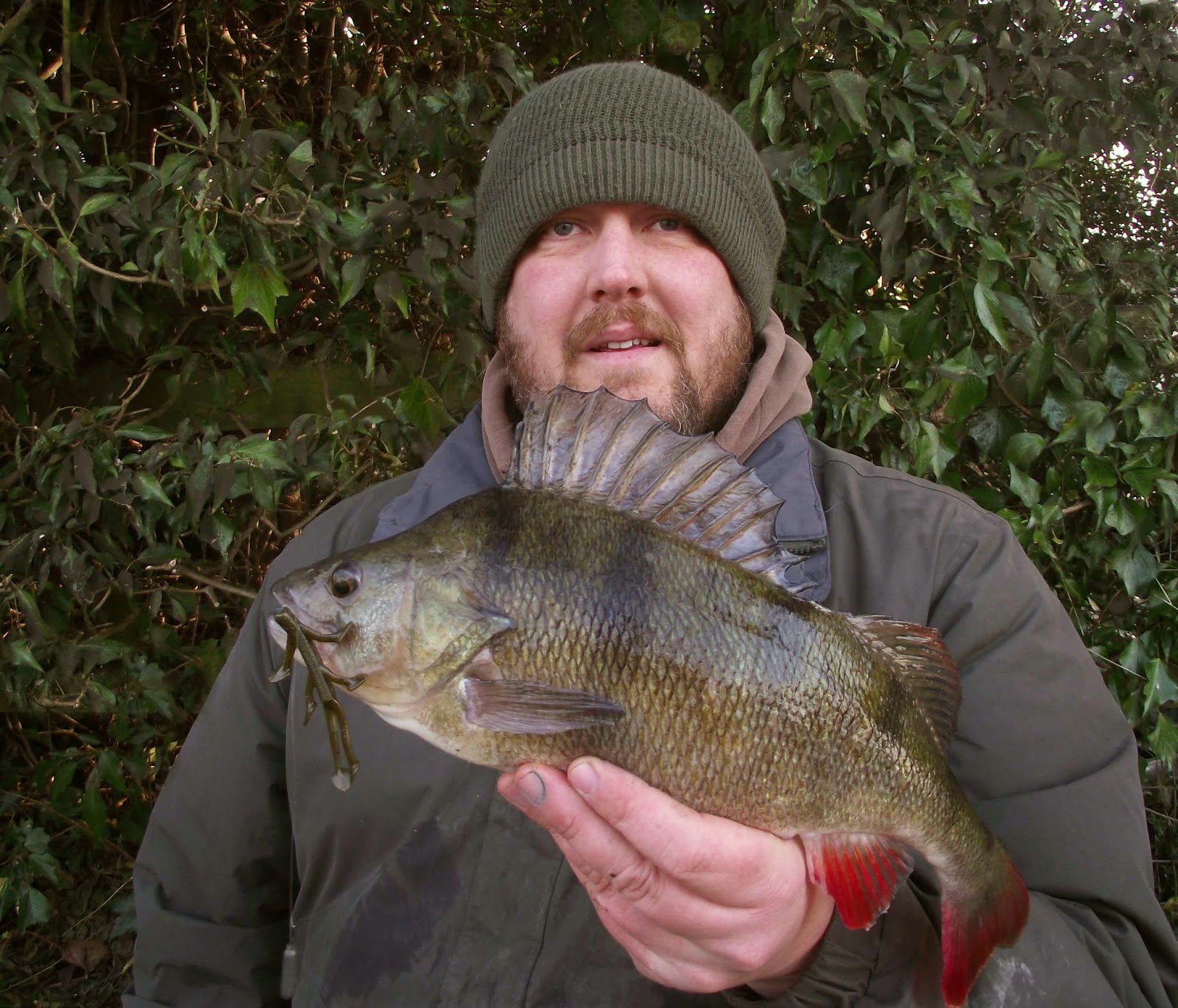 The Lure of Angling: All about the perch.
