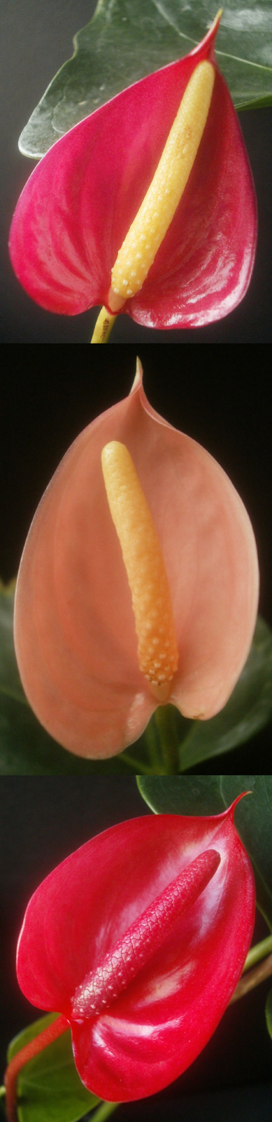 Plants are the Strangest People: Anthurium no. 1181 "Tajma Stetson"