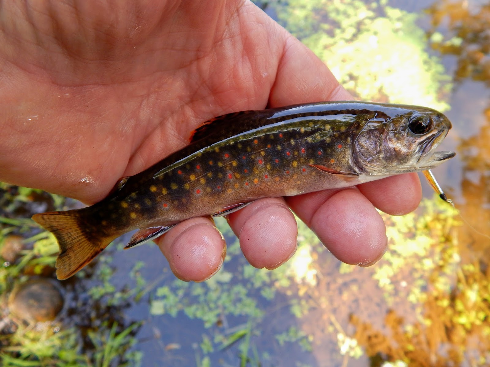 Small Stream Reflections: Fishing Cape Cod....Wild Brook Trout..