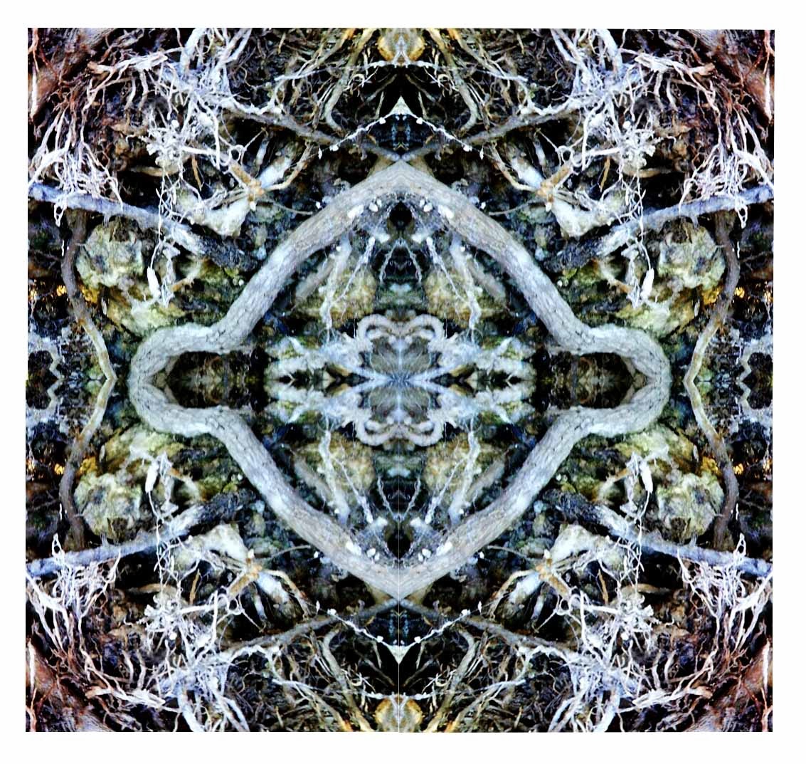 Major Study: Unnatural Nature