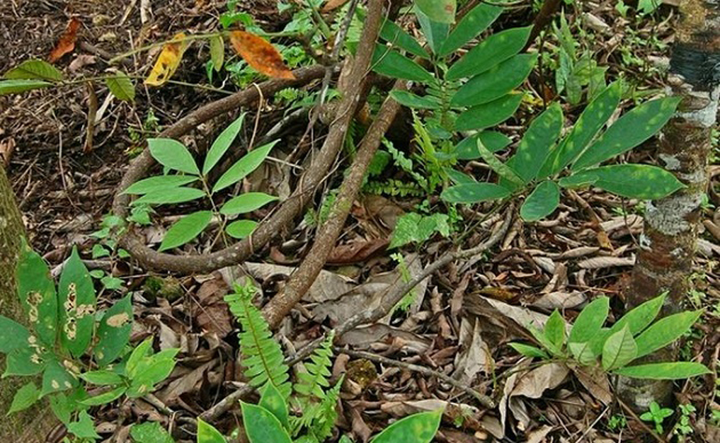 Kreasi Usaha: Manfaat Tanaman Tuba (Derris elliptica) sebagai Pestisida ...