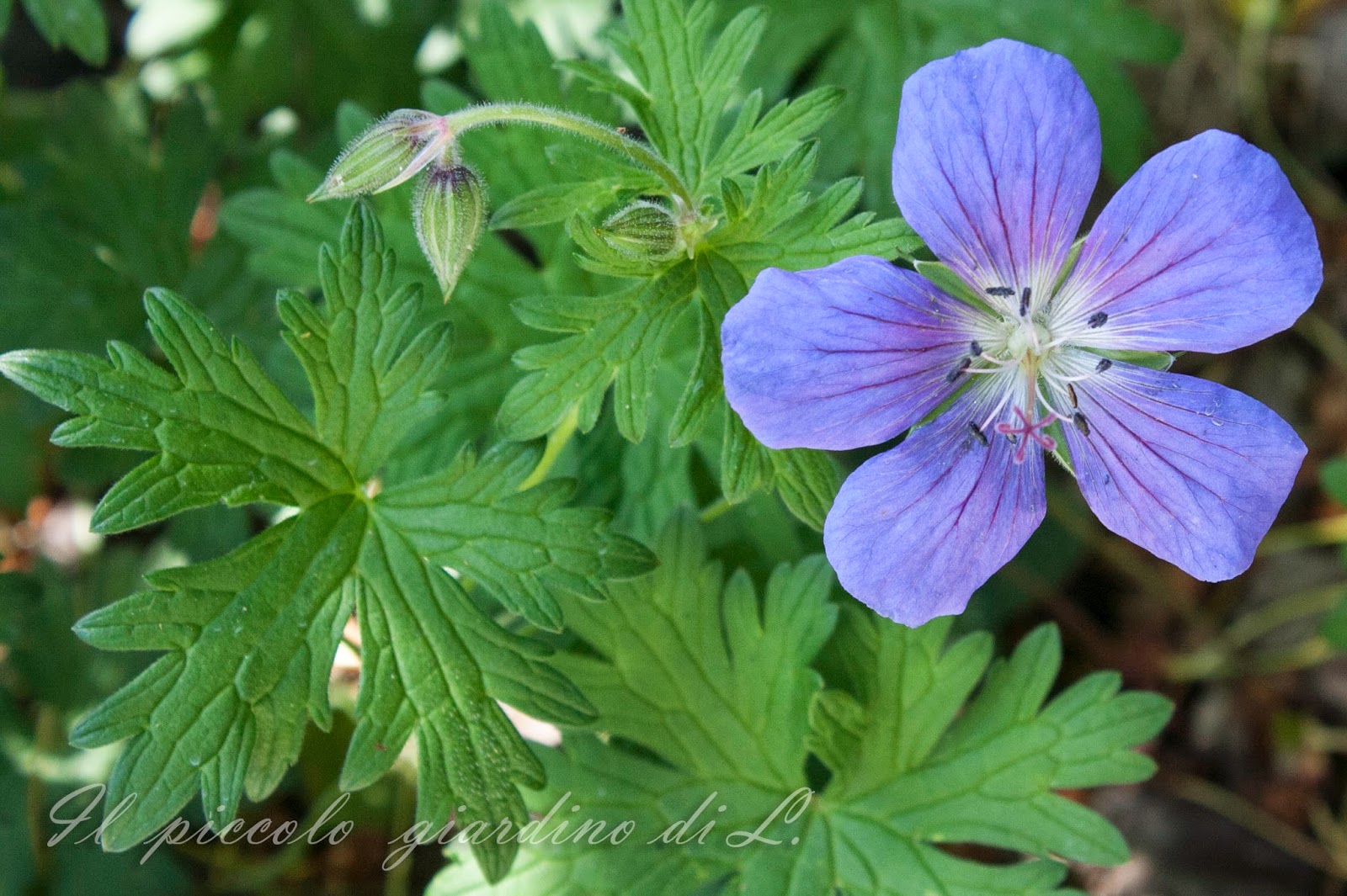Il piccolo giardino di L.: Geranium a volontà!
