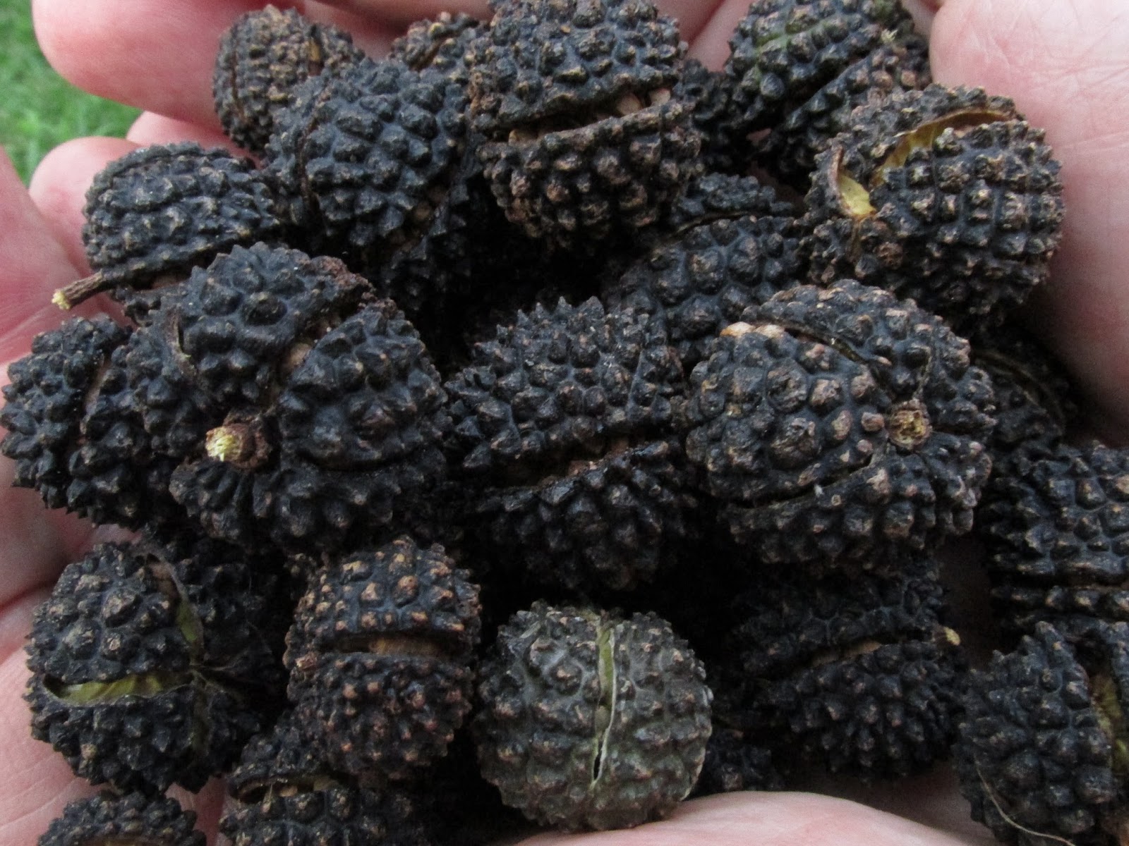 SUA SAÚDE NO DIA A DIA: Veja o Poder do Chá de Mutamba (fruto)