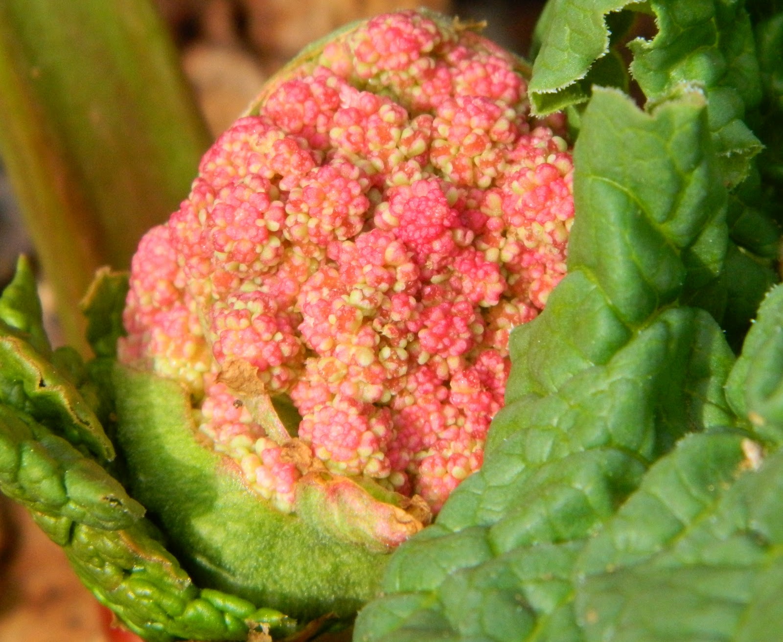 Lise's Log Cabin Life: Rhubarb & It's Seed Pods