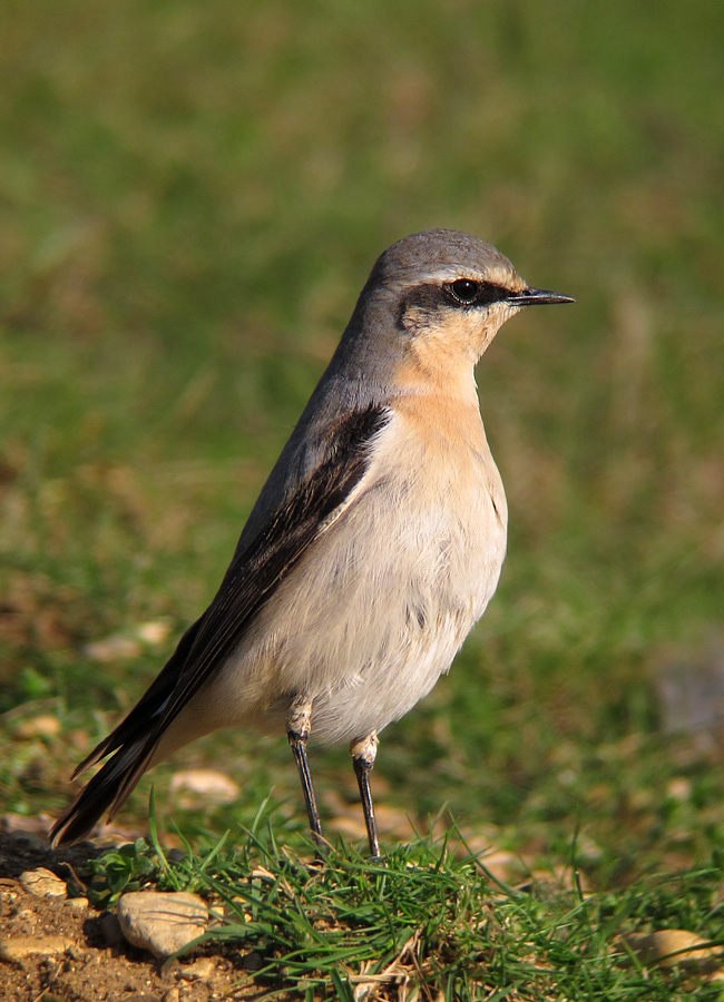 Weedon's World of Nature: Male Wheatear at Maxey pits