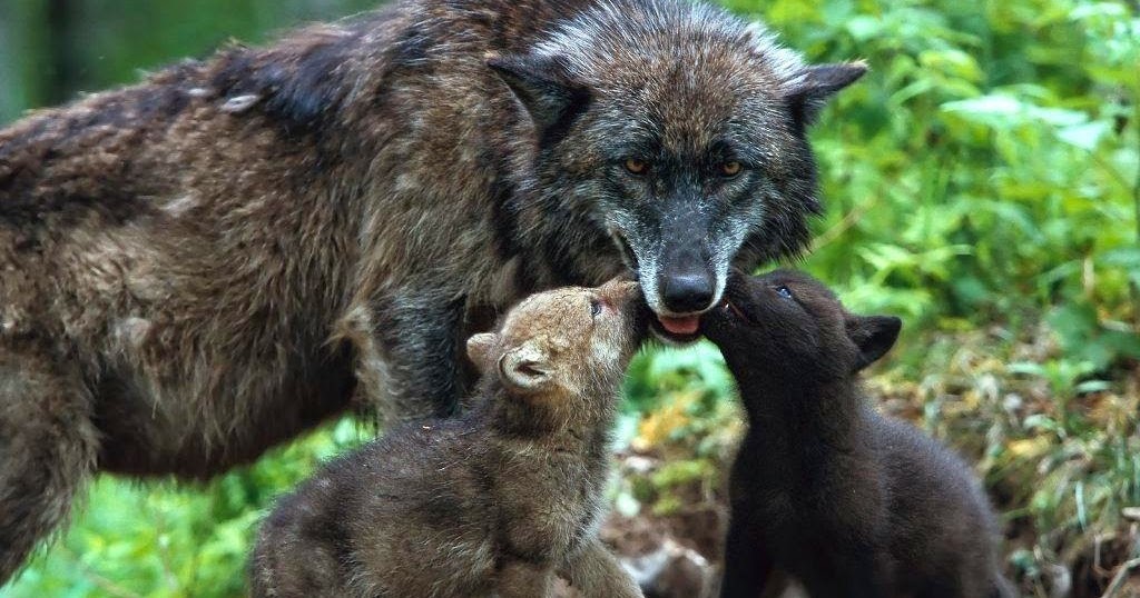 LOBOS - A DIVERSIDADE - O Último Reduto - "Nasci Para Ser Selvagem"