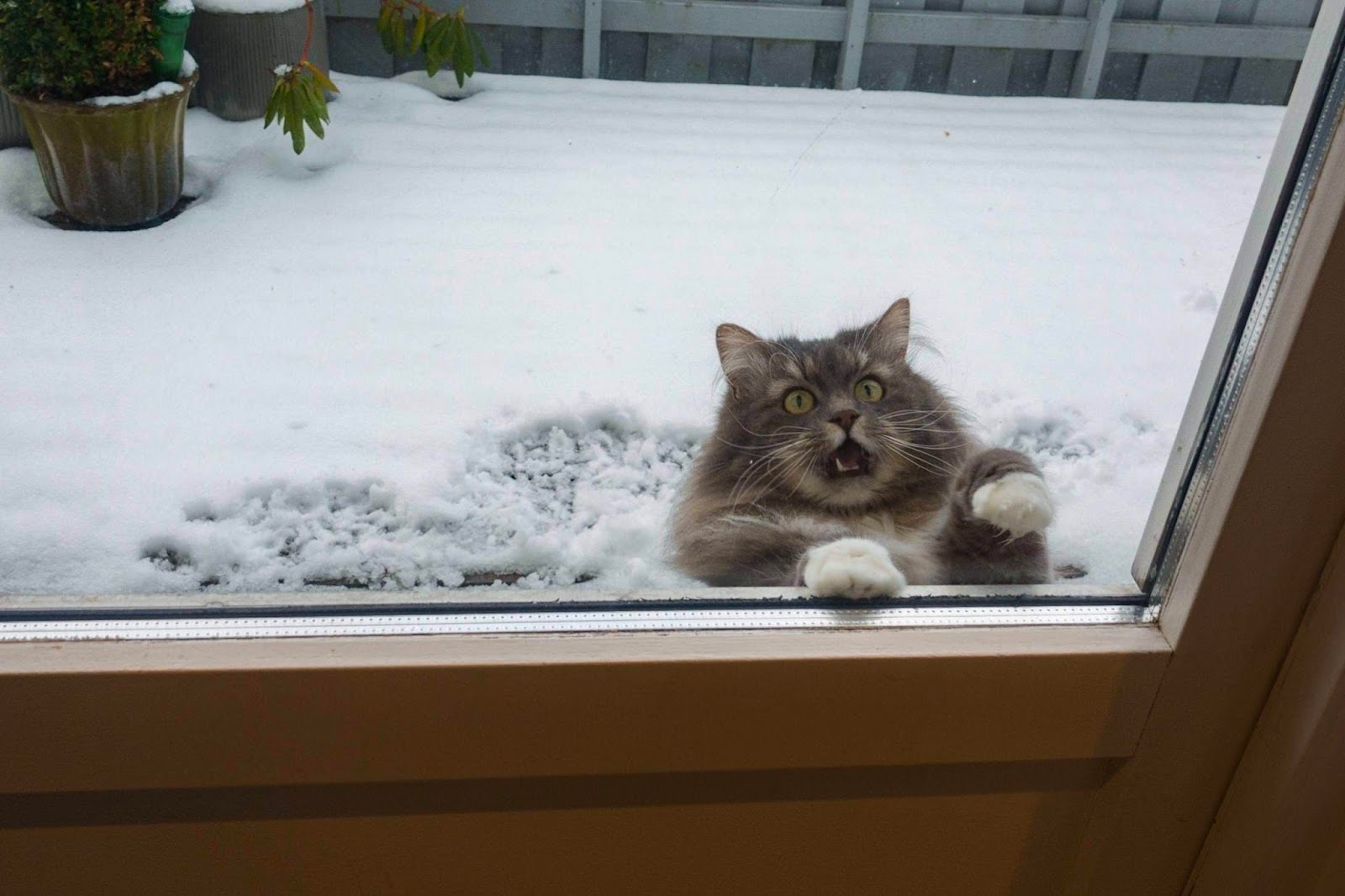 Funny Cats In Snow