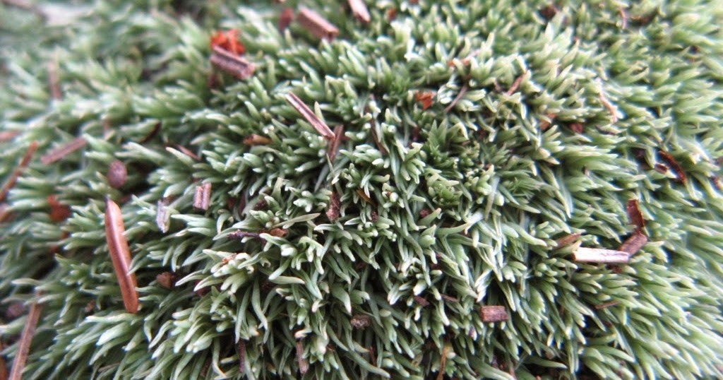 Moss Plants and More: Deep Fried Moss