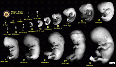 Proses Penciptaan Manusia