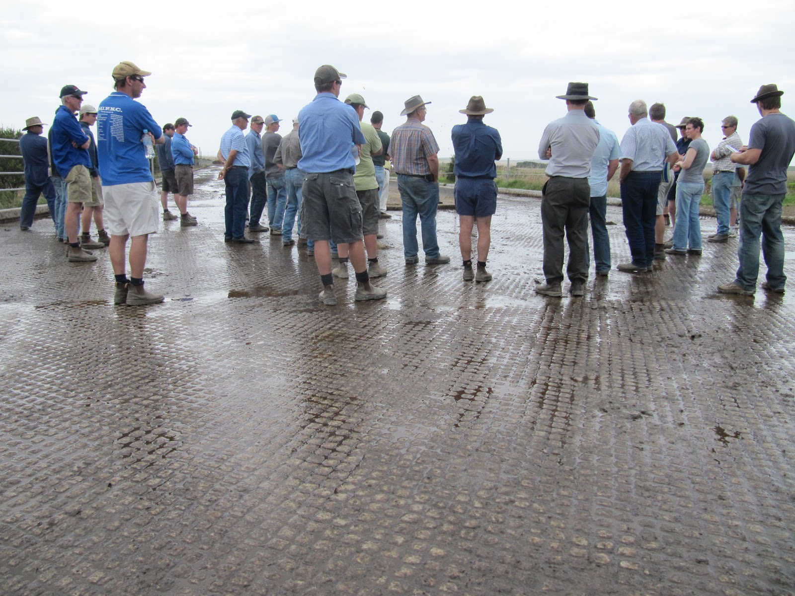 Future Ready Dairy - Gippsland: 100 farmers visit feed pads