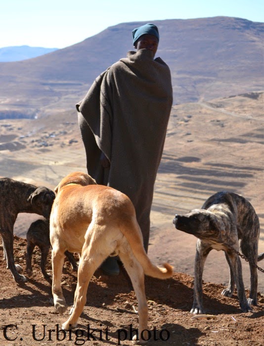 Stephen Bodio's Querencia: AfriCanis in Lesotho