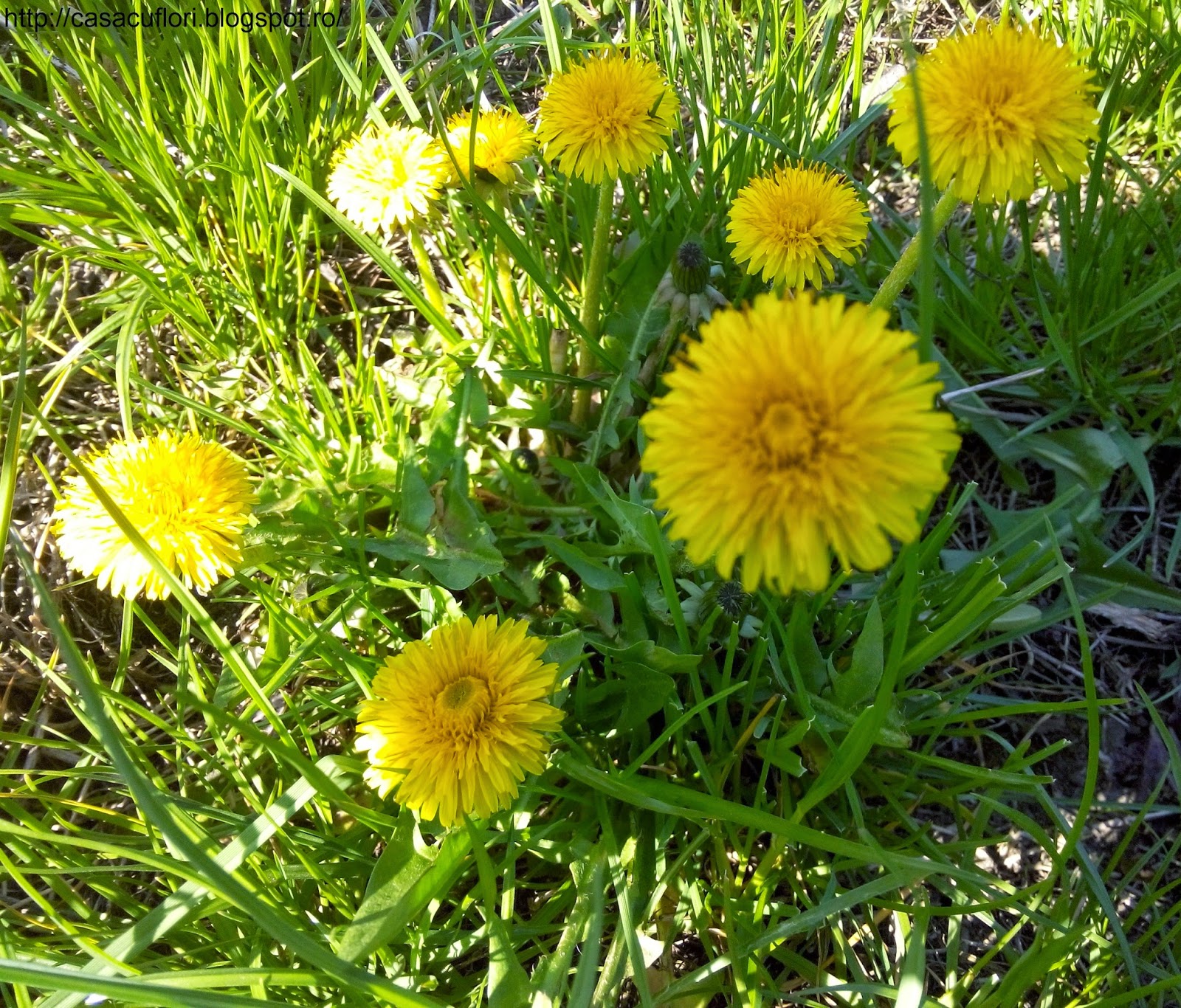 IUBESC NATURA: PAPADIE - FLORI DE PAPADIE