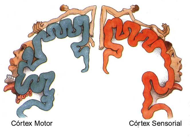MECANISMOS DE PERCEPCIÓN, CONCIENCIA, Y ATENCIÓN: octubre 2015