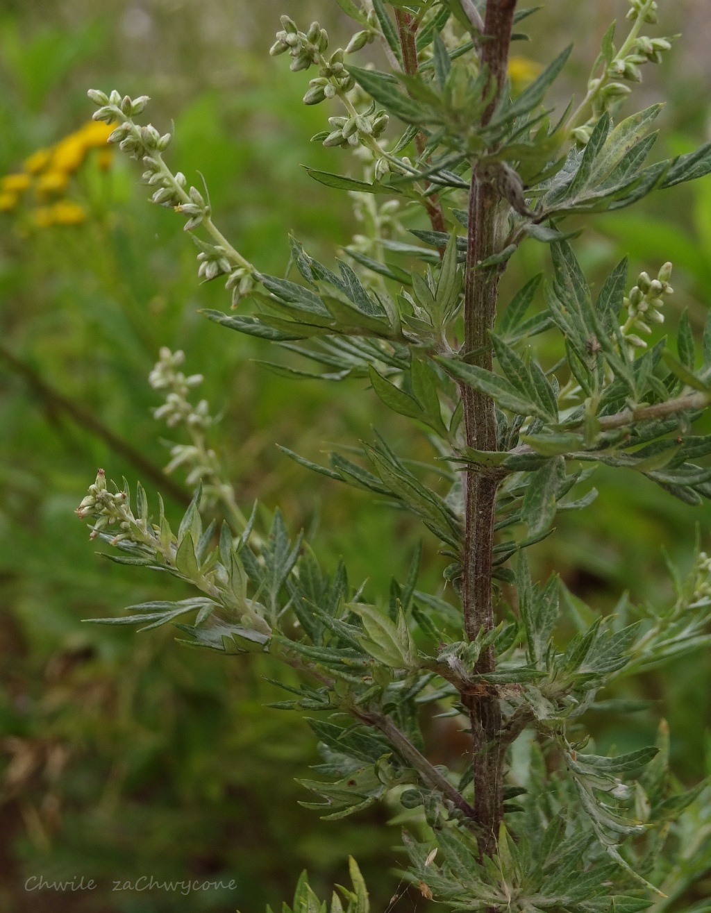 Chwile zaChwycone: Bylica pospolita i jej kwiaty