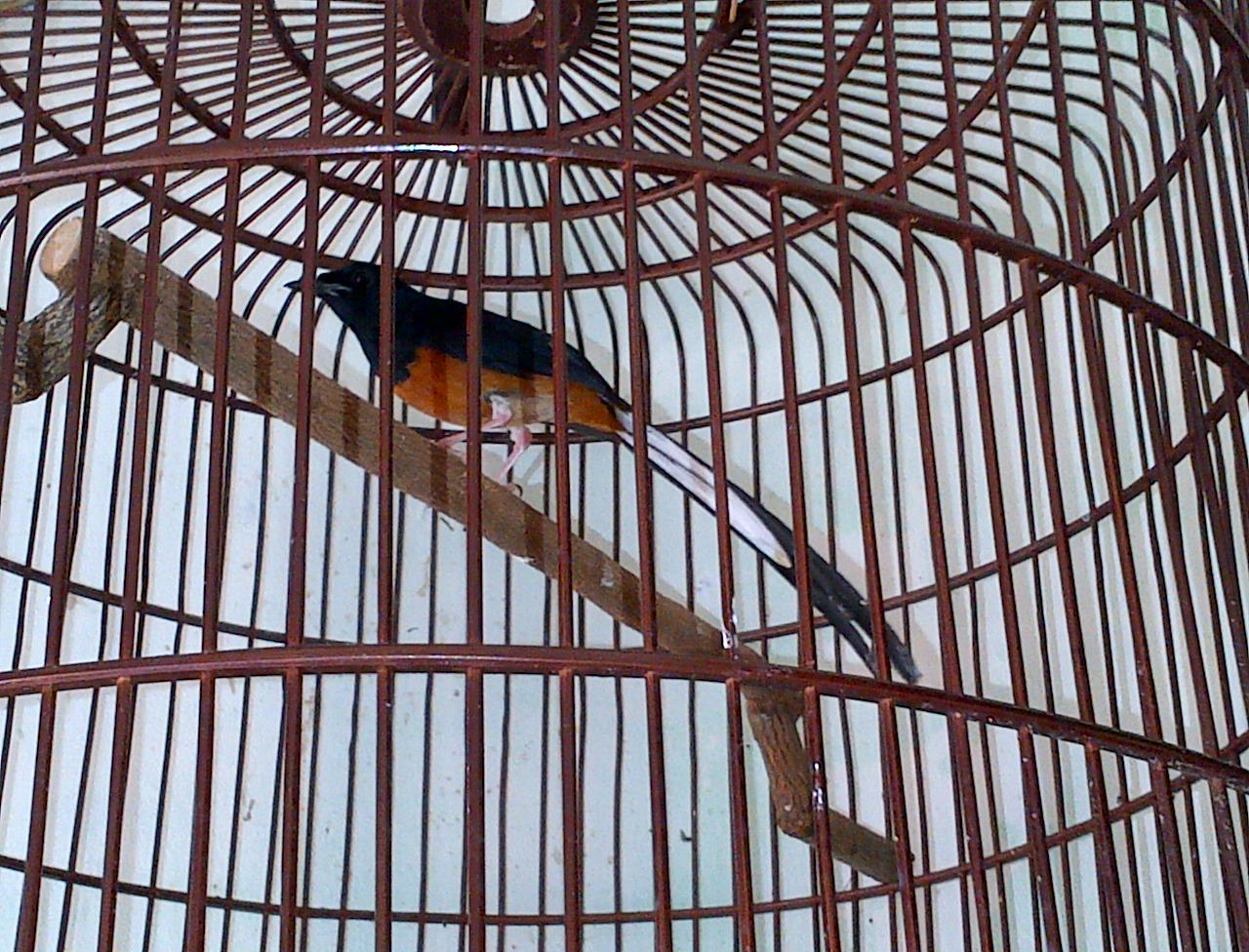 Jacky Valentino: Burung Murai oh Murai Medan...