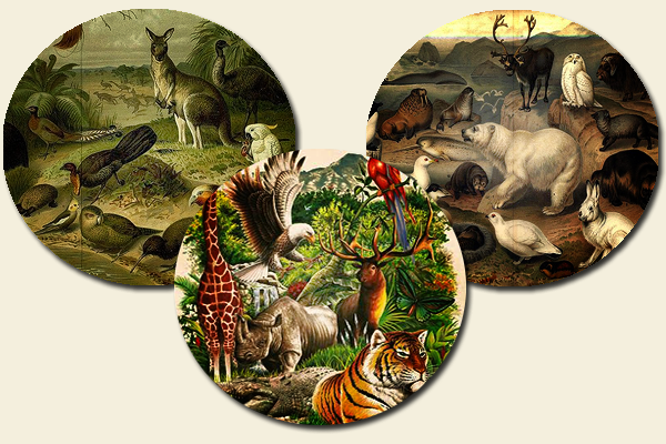 Selva Zoológica: Zoología: Rama de gran importancia para el estudio de ...