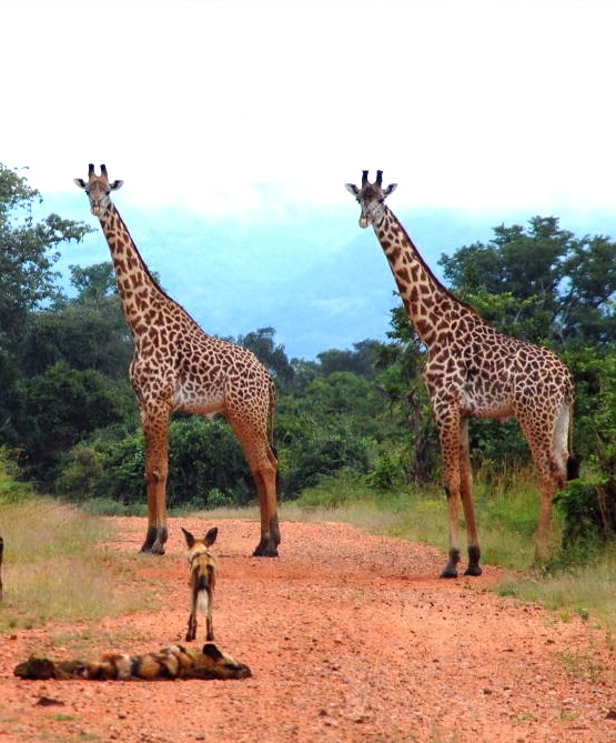 Gambar Jerapah Terbaru | Kumpulan Gambar