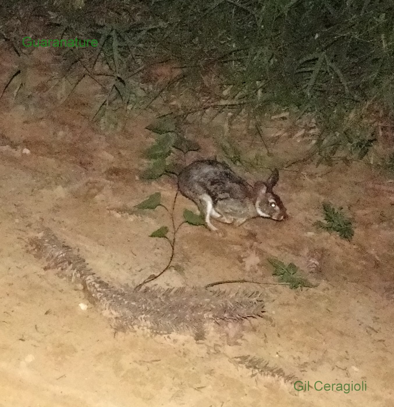 Guaranature: O Tapiti apareceu novamente, bom sinal!