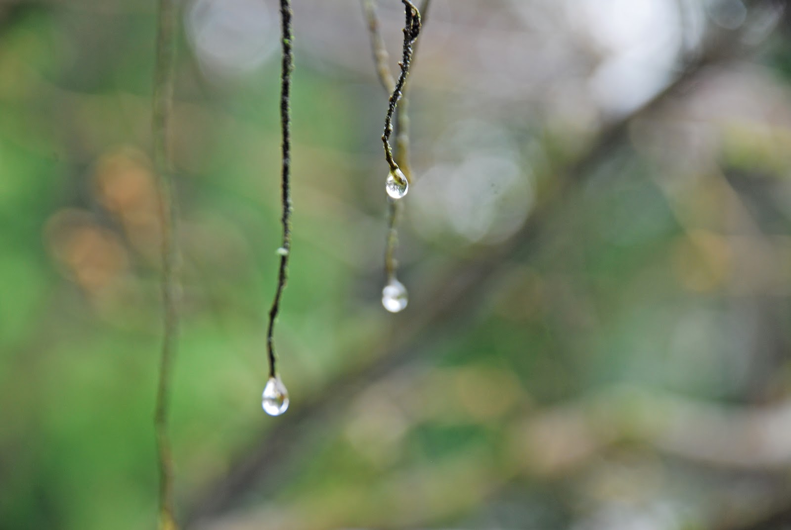 Anca Sandu Illustration