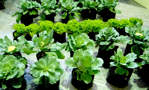 Memanfaatkan Lahan Sempit dengan Budidaya Sayuran Organik | Bersosial.com