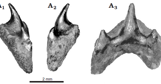 Sciency Thoughts: Megachasma alisonae: A Megamouth Shark from the Late ...