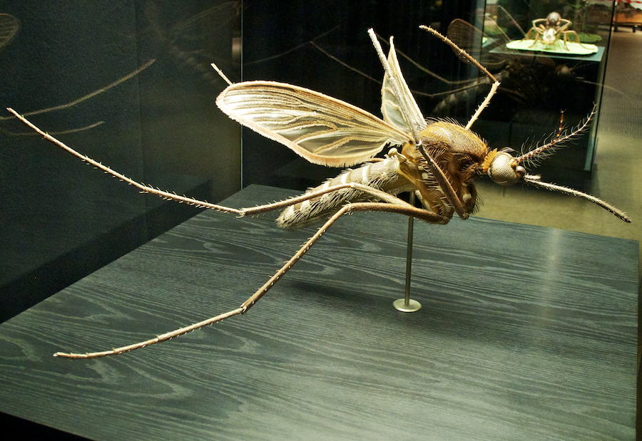 Tomatoes From Canada: Natural History Museum, Berlin