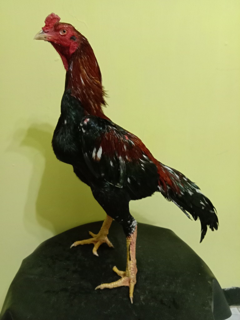 Jago Abang Farm: JAF01- Ayam Bangkok Simbar Pacek