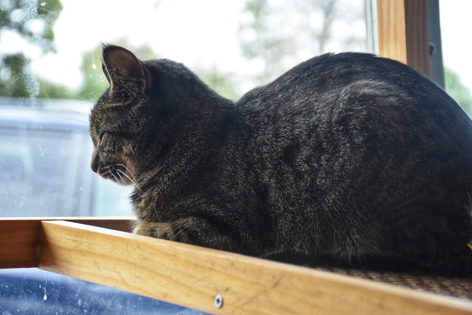 Our First Exciting Experience at Java Cats Cafe Atlanta