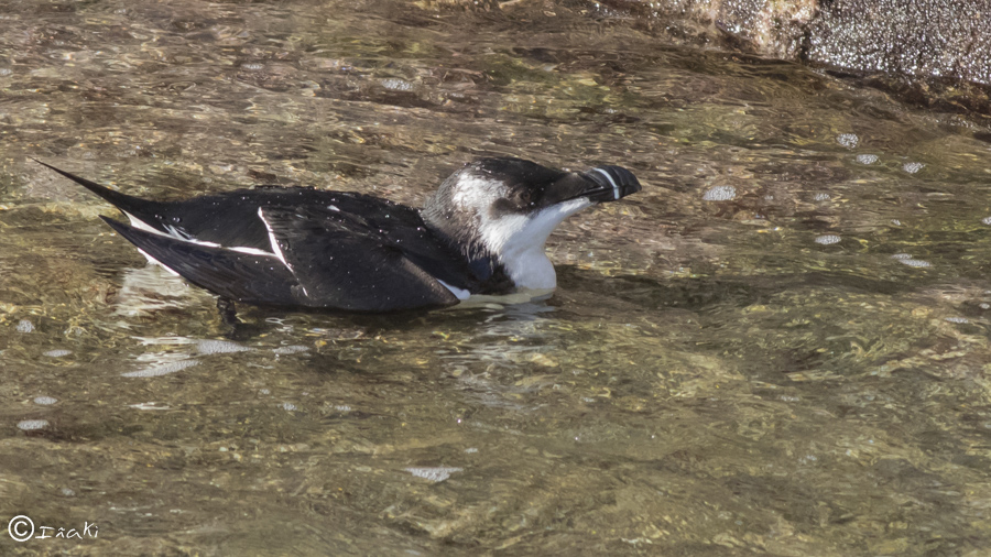 Nosoloaves - Aves del mundo (Birds of the world): Otra de las novedades ...