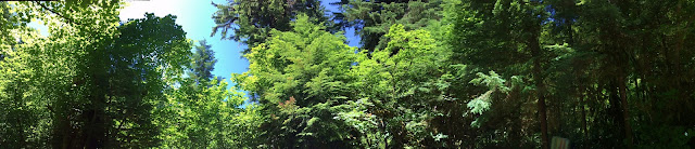 The Closet Hippo: Camping at Yellow Bottom on Quartzville Creek