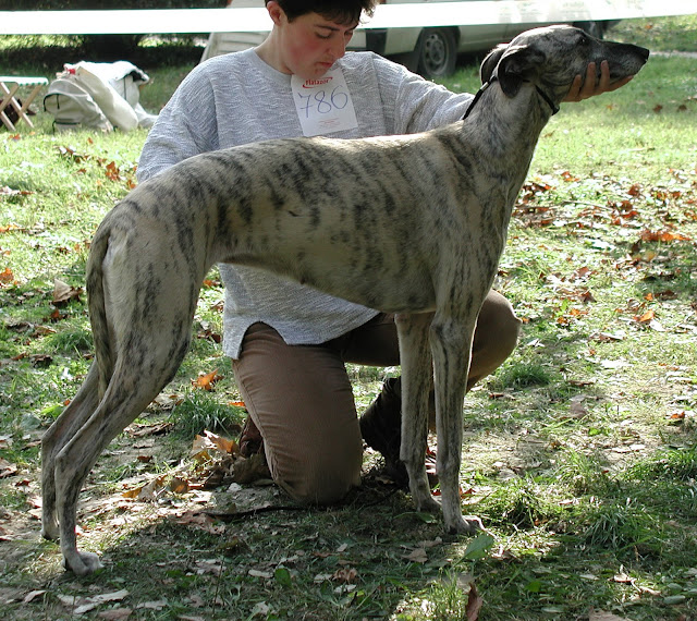 Hrtovi: Mađarski hrt (zvanični FCI standard)