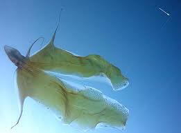fenomena: Batman Fish